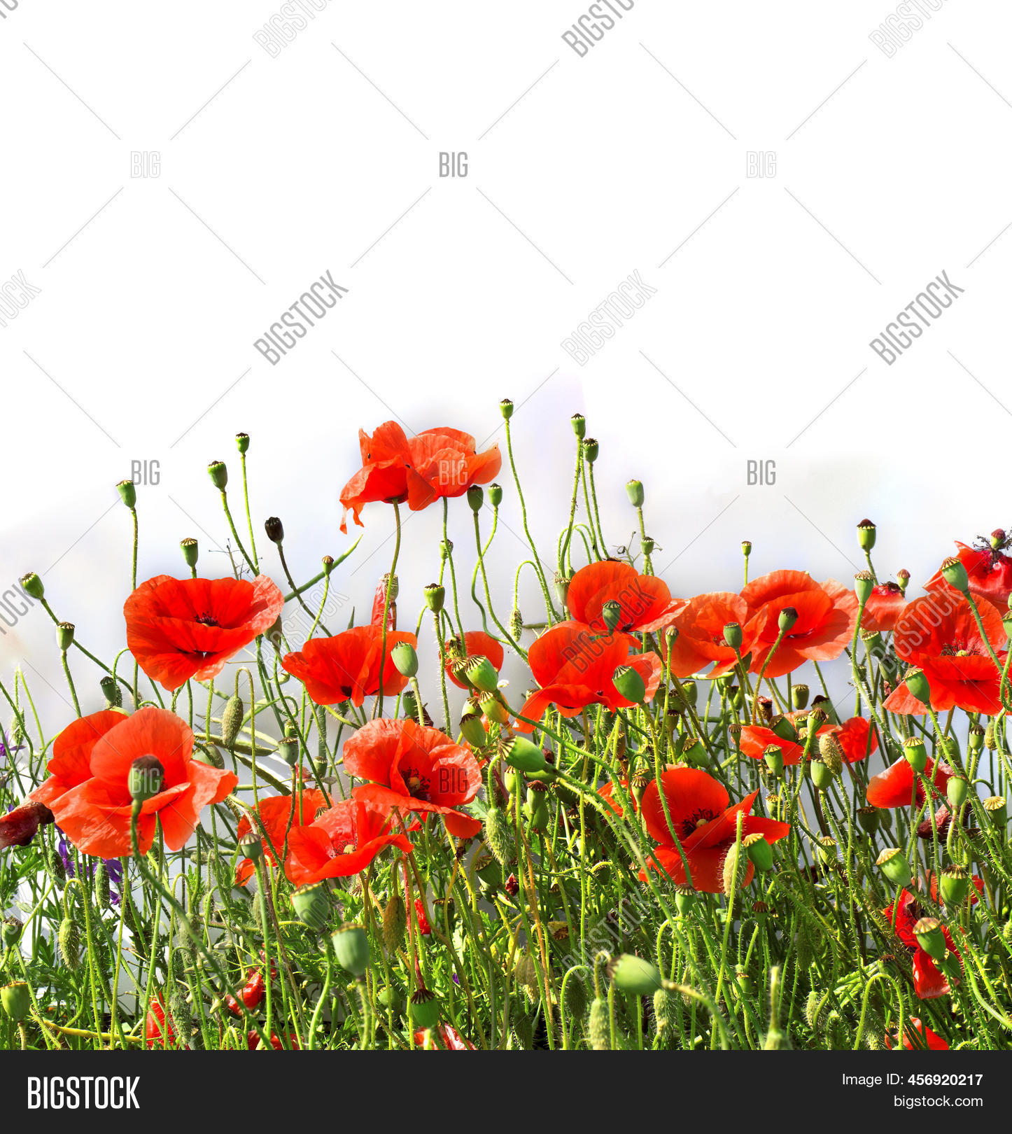 Flowers Red Poppies ( Image & Photo (Free Trial) | Bigstock