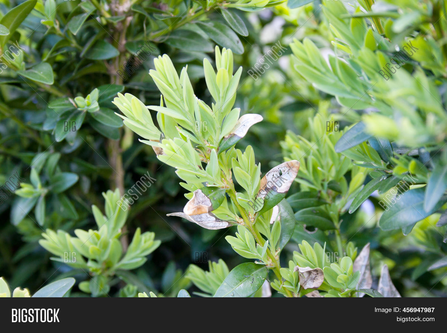 Young Buxus Leaves Image & Photo (Free Trial) | Bigstock