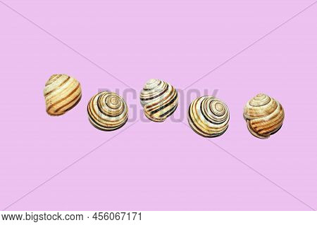 Shells Design. Hard Image & Photo (Free Trial) | Bigstock