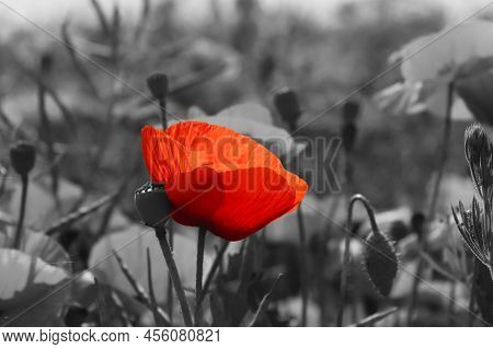 Poppy Field Symbol Image & Photo (Free Trial) | Bigstock