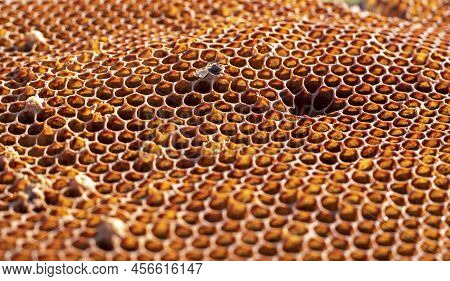 Close- Bee Larva Image & Photo (Free Trial) | Bigstock
