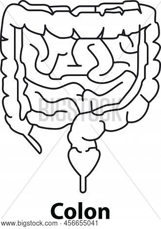 Human Internal Organ Vector & Photo (Free Trial) | Bigstock