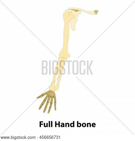 Full Hand Bone. Vector & Photo (Free Trial) | Bigstock