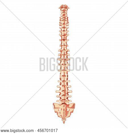 Human Vertebral Vector & Photo (Free Trial) | Bigstock