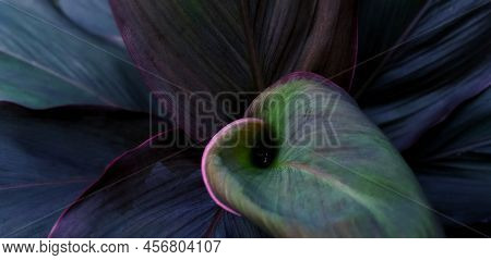 Beautiful Natural Red Image & Photo (Free Trial) | Bigstock