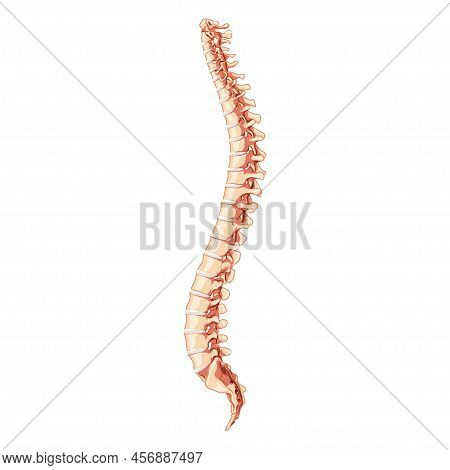 Human Vertebral Vector & Photo (Free Trial) | Bigstock