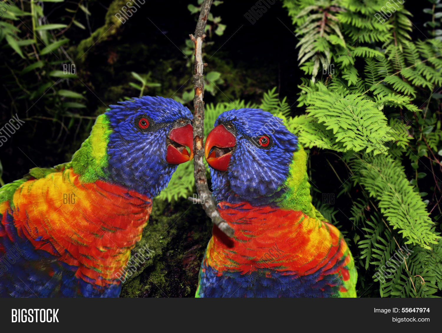 Sunset Lorikeet Image & Photo (Free Trial) | Bigstock