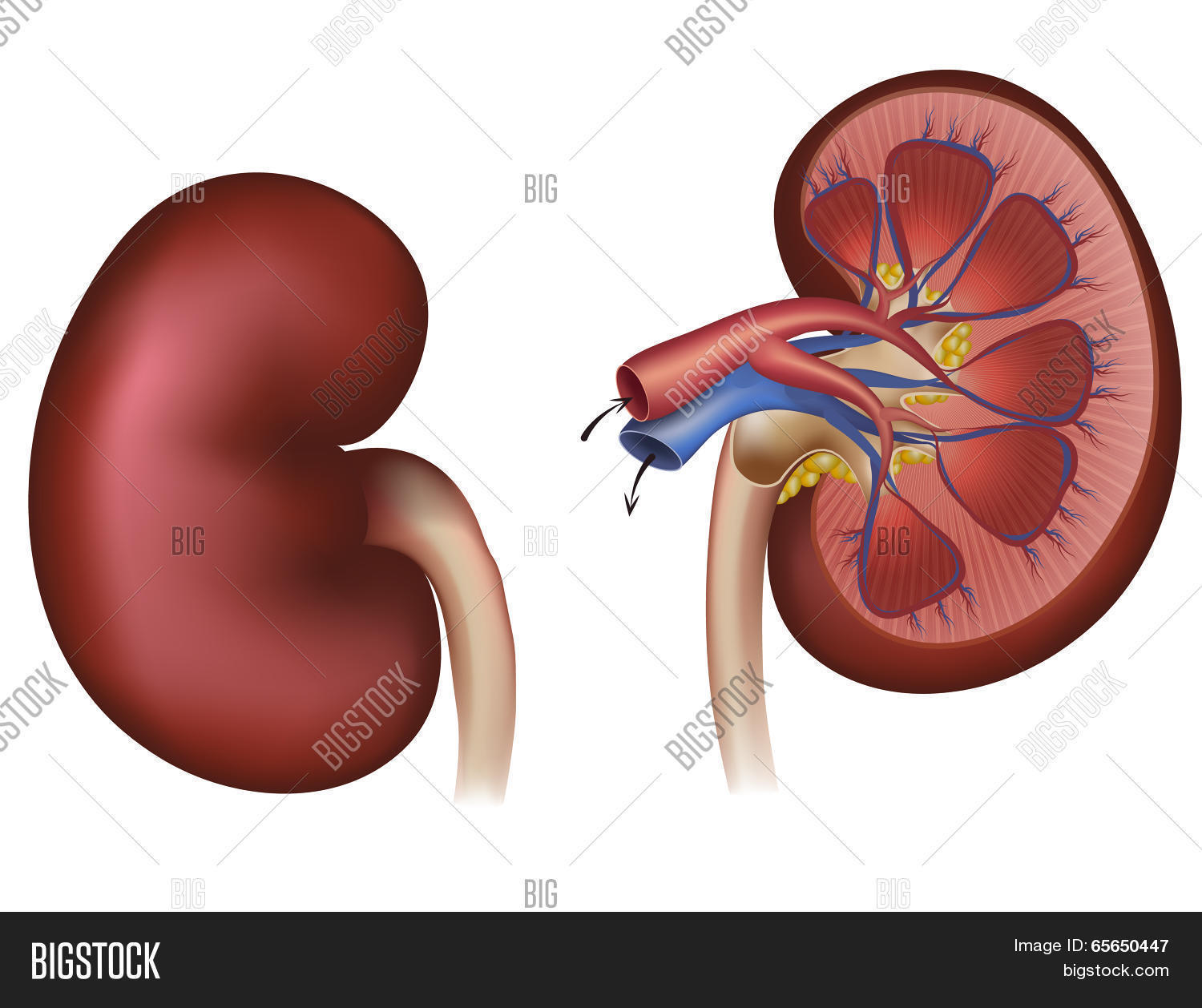 Normal Human Kidney Vector & Photo (Free Trial) | Bigstock