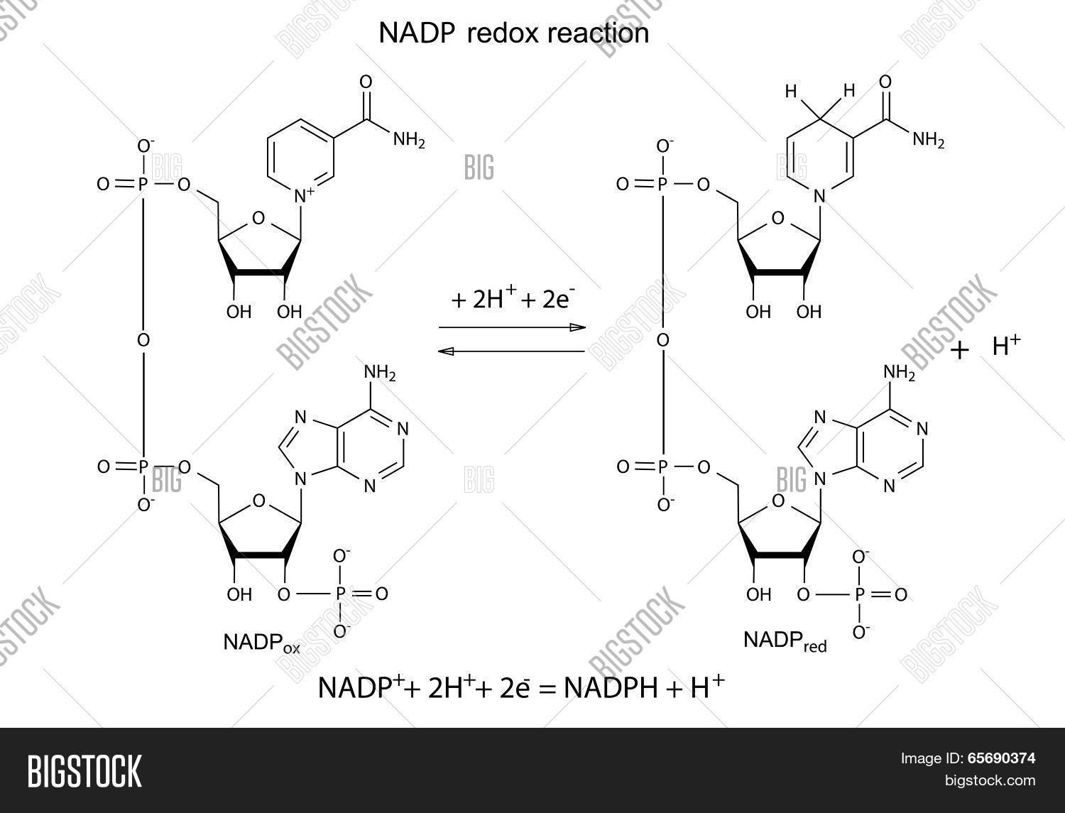 Illustration Nadp Vector & Photo (Free Trial) | Bigstock