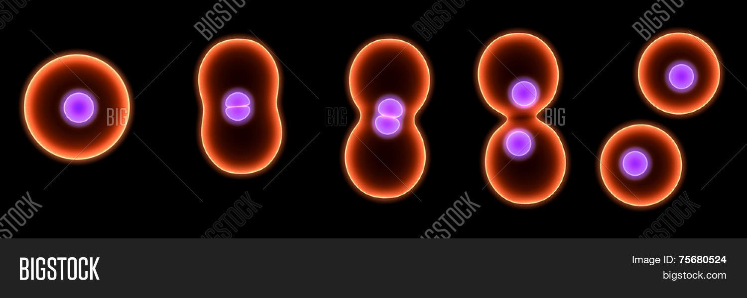Cell Division Image & Photo (Free Trial) | Bigstock