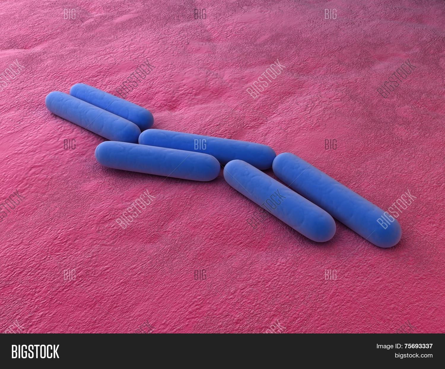 Bacillus Subtilis Image & Photo (Free Trial) | Bigstock