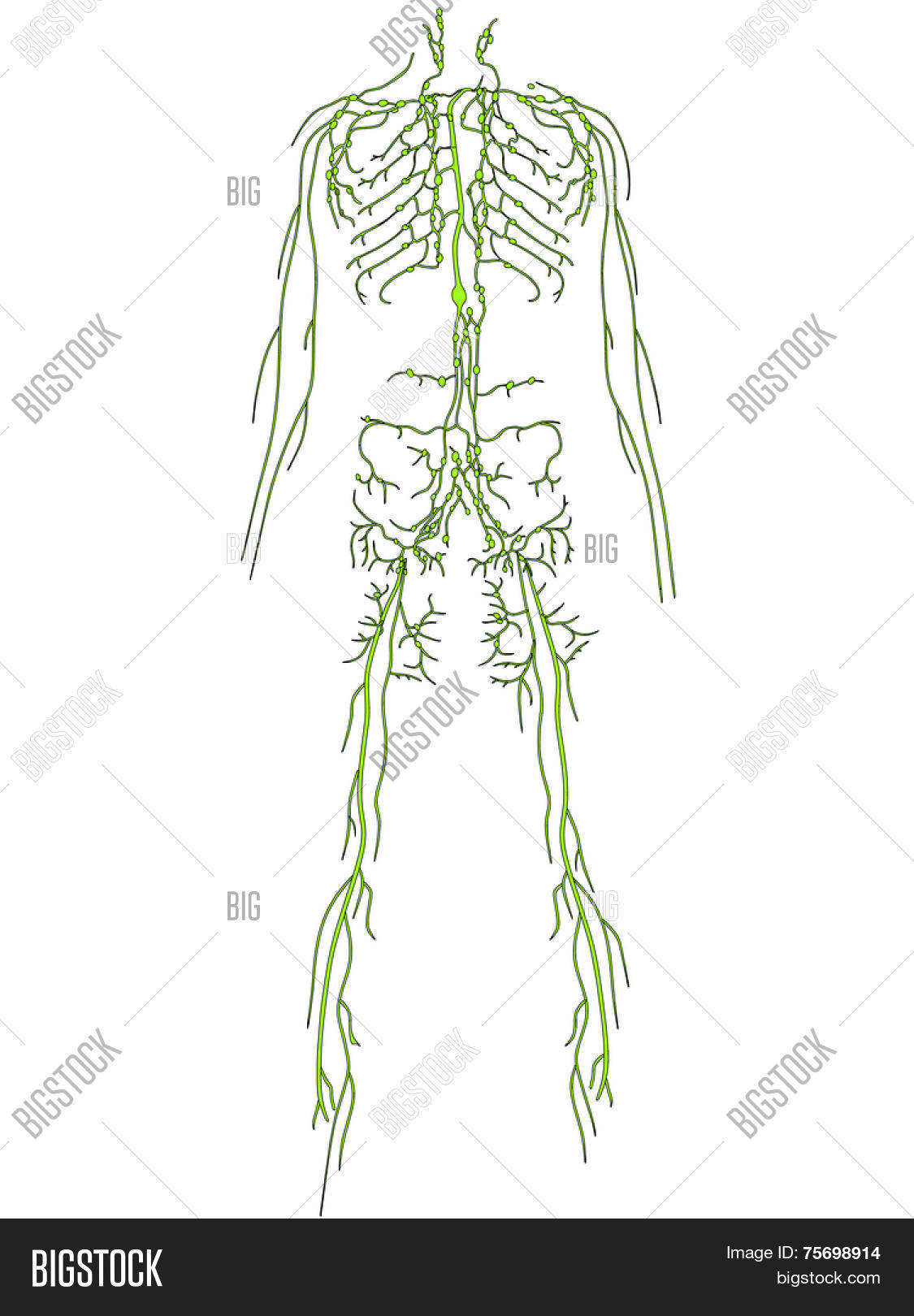 Lymphatic System Vector & Photo (Free Trial) | Bigstock