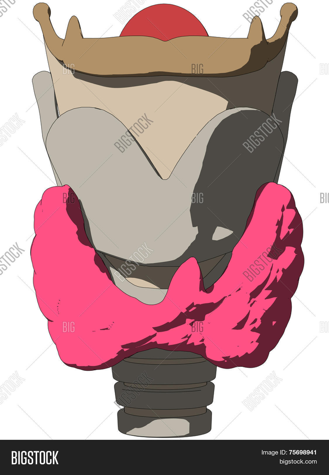 Larynx Anatomy Vector & Photo (Free Trial) | Bigstock