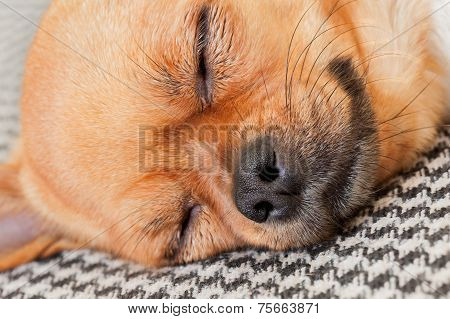 Shemagh Images, Illustrations & Vectors (Free) - Bigstock