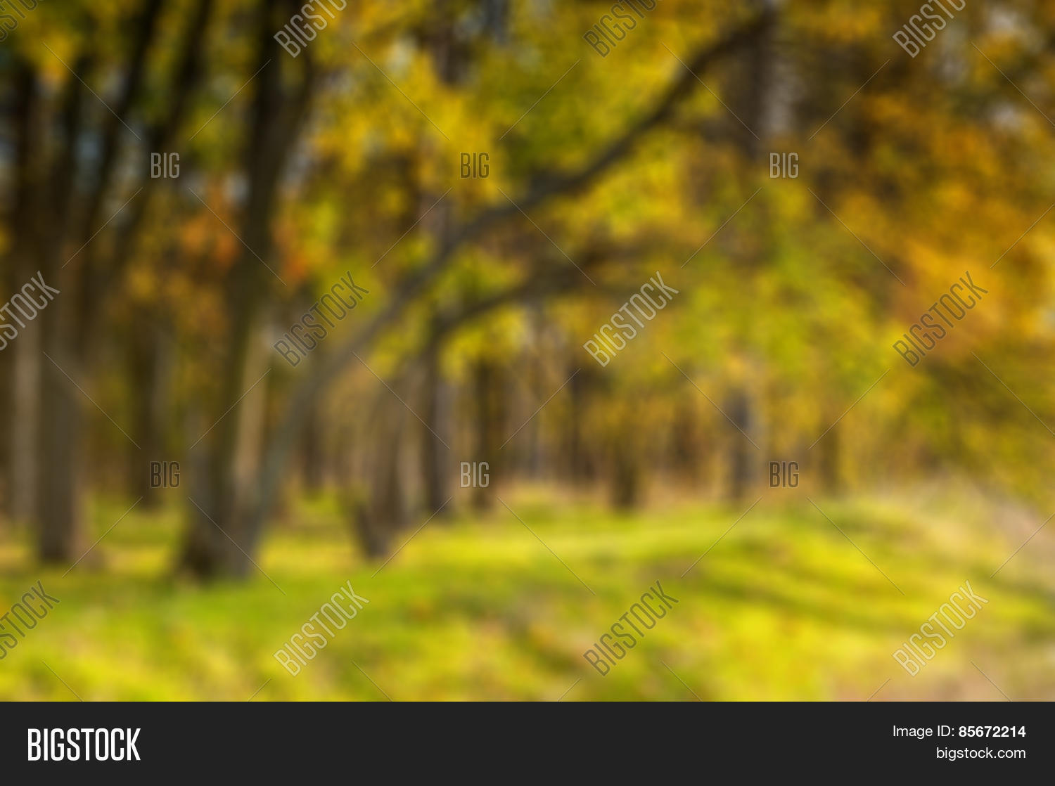 Blurry Forest Image & Photo (Free Trial) | Bigstock