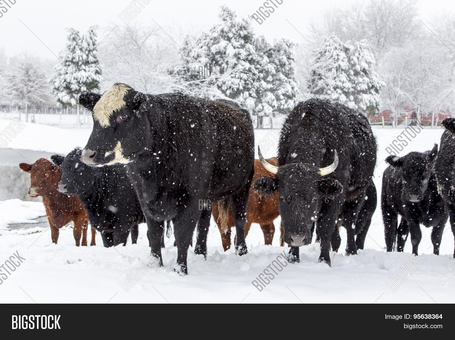 Herd Cows Snowy Image & Photo (Free Trial) | Bigstock