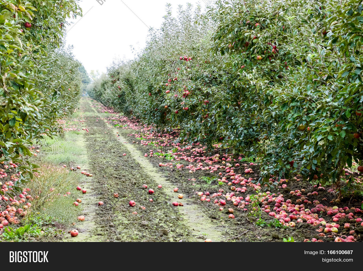 Apple Orchard Rows
