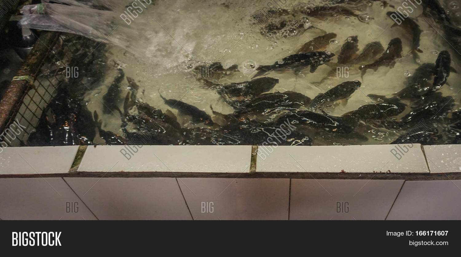Selling Freshwater Image & Photo (Free Trial) | Bigstock