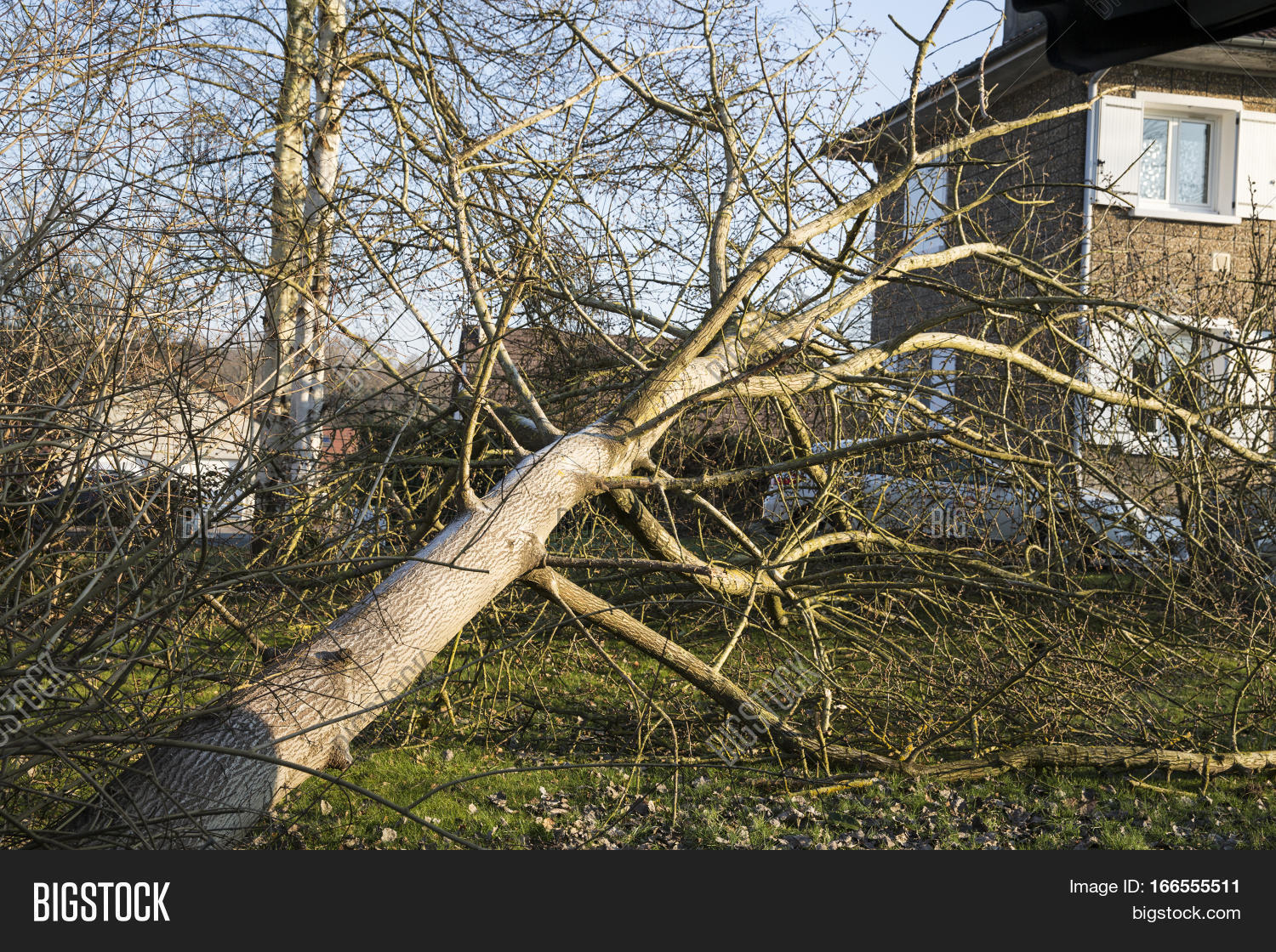 Storm Cyclone Tree Elm Image & Photo (Free Trial) | Bigstock