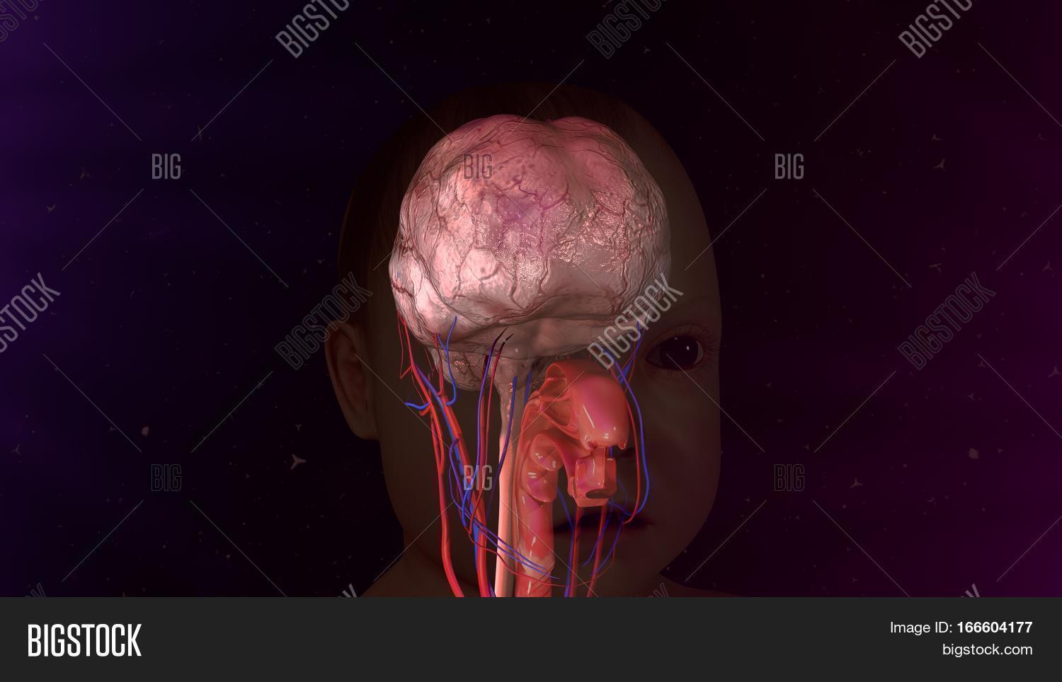 Human Brain Command Image & Photo (Free Trial) | Bigstock