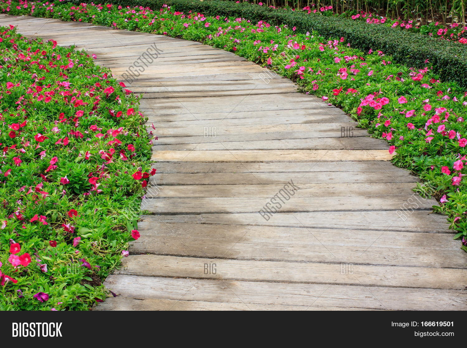 Beautiful Flower Path