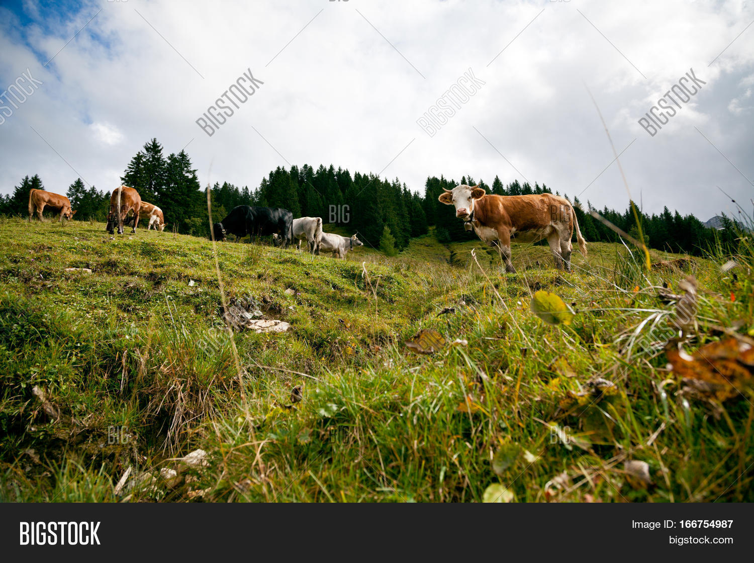 Cows On Alpine Pasture Image & Photo (Free Trial) | Bigstock