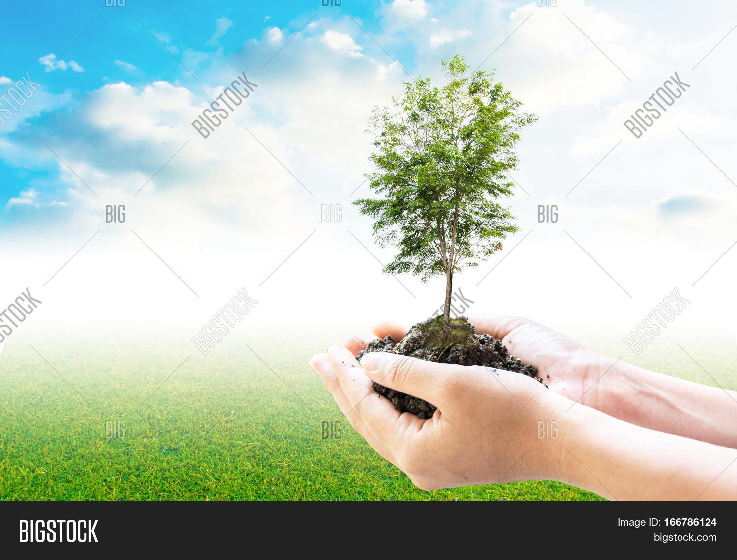 Human Hand Hold Trees Image & Photo (Free Trial) | Bigstock