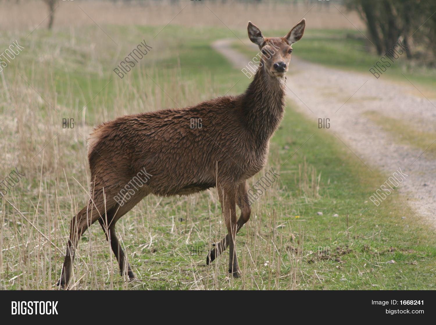 Deer Walking Image & Photo (Free Trial) | Bigstock