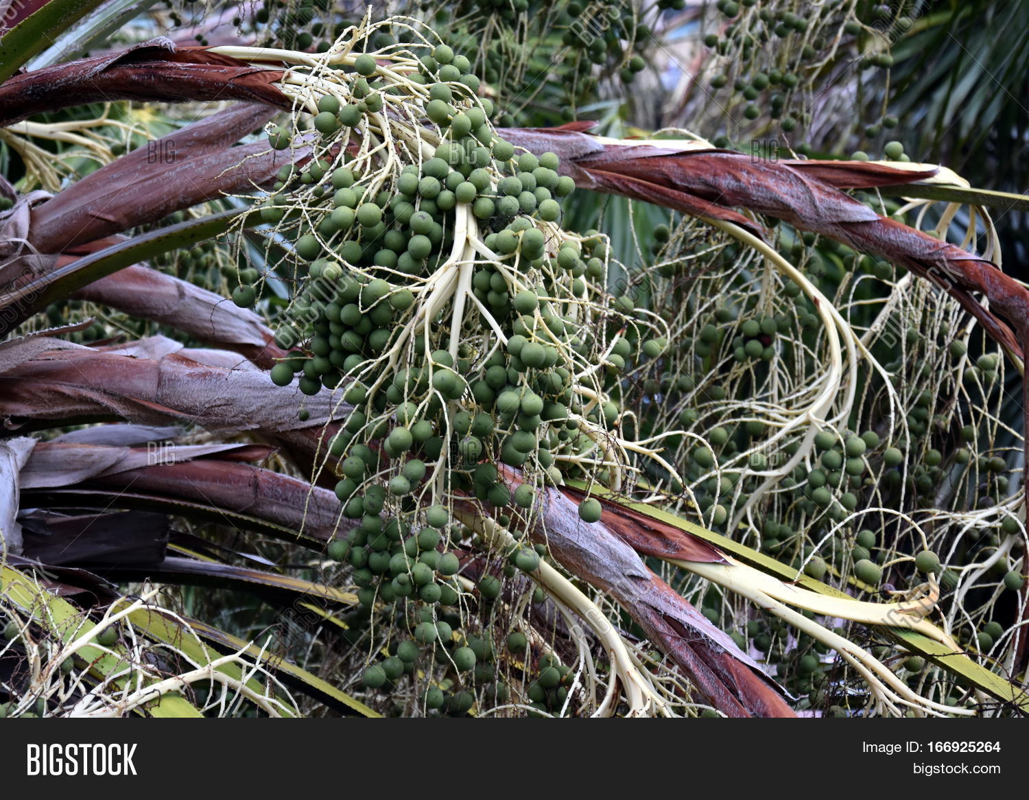 Seeds Palm Trees Crown Image & Photo (Free Trial) | Bigstock