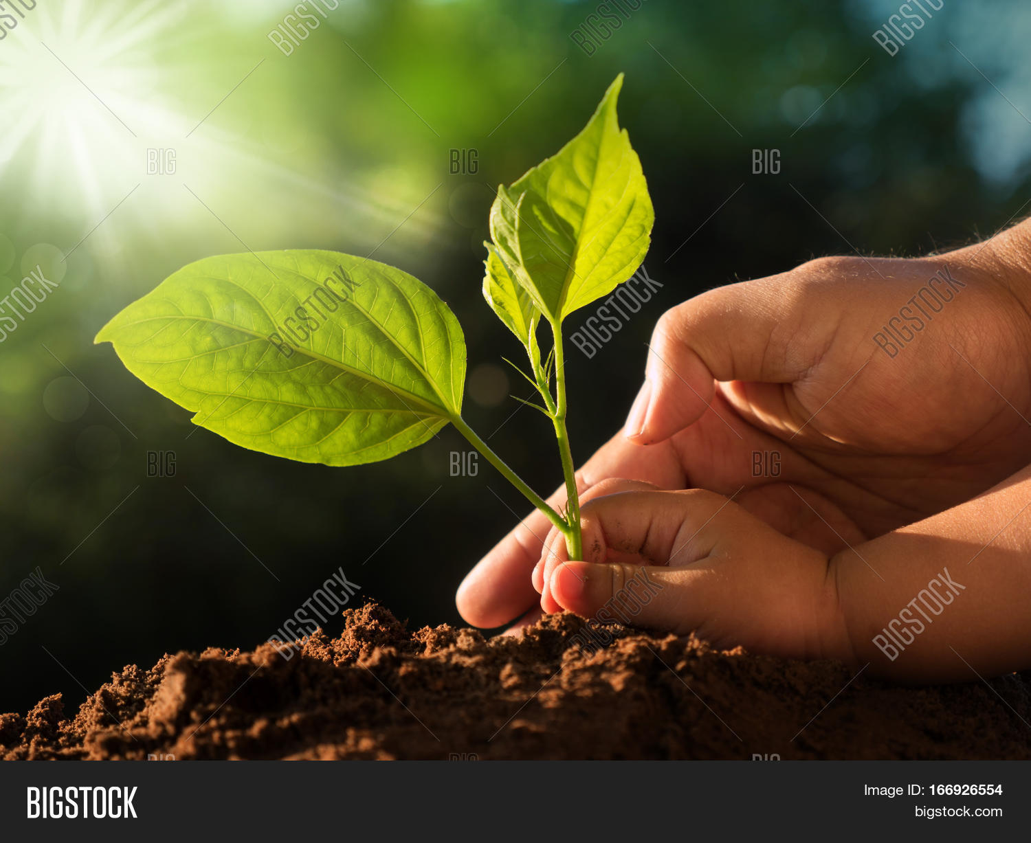 Planting Together Image & Photo (Free Trial) | Bigstock