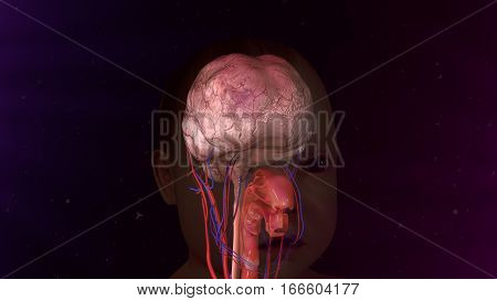 Human Brain Command Image & Photo (Free Trial) | Bigstock
