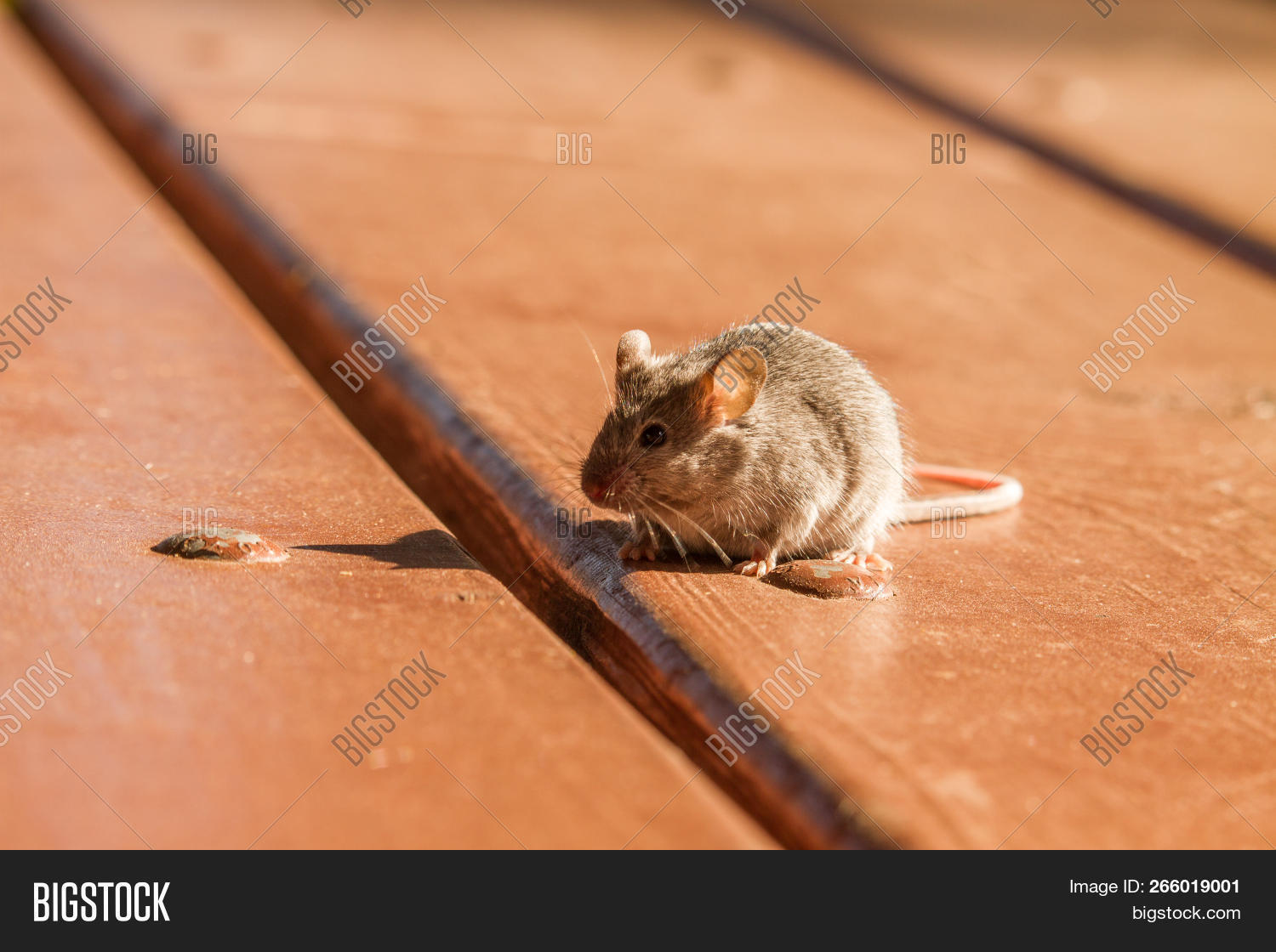 Brown Mouse Exploring Image & Photo (Free Trial) | Bigstock
