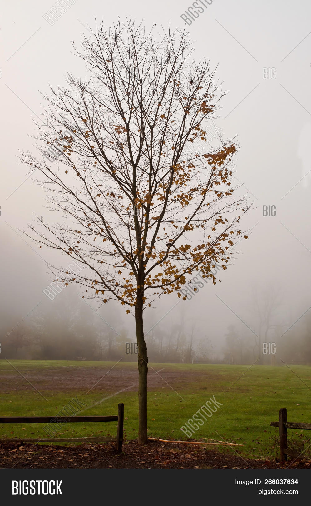 Lone, Almost Bare Tree Image & Photo (Free Trial) | Bigstock