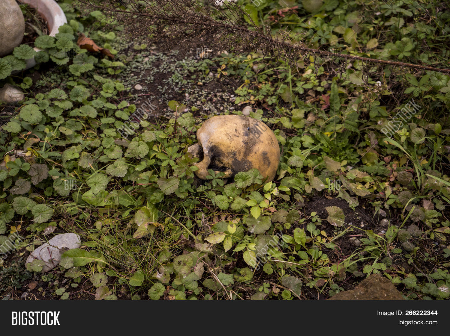 Skull On Grass. Human Image & Photo (Free Trial) | Bigstock