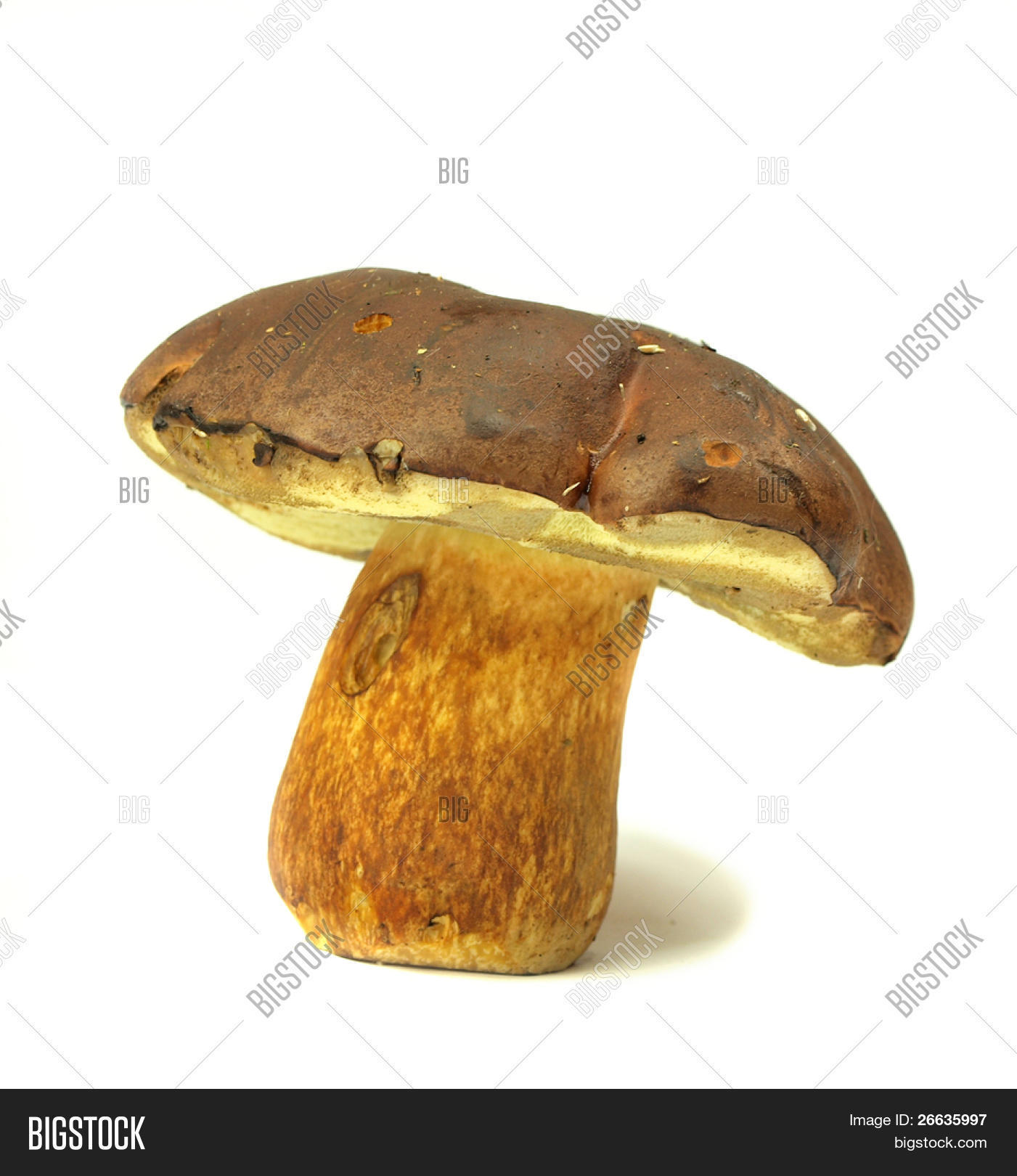 Cep Isolated On White Image & Photo (Free Trial) | Bigstock