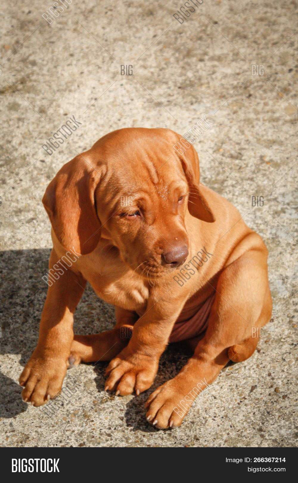 Hungarian Vizsla Puppy Image & Photo (Free Trial) | Bigstock