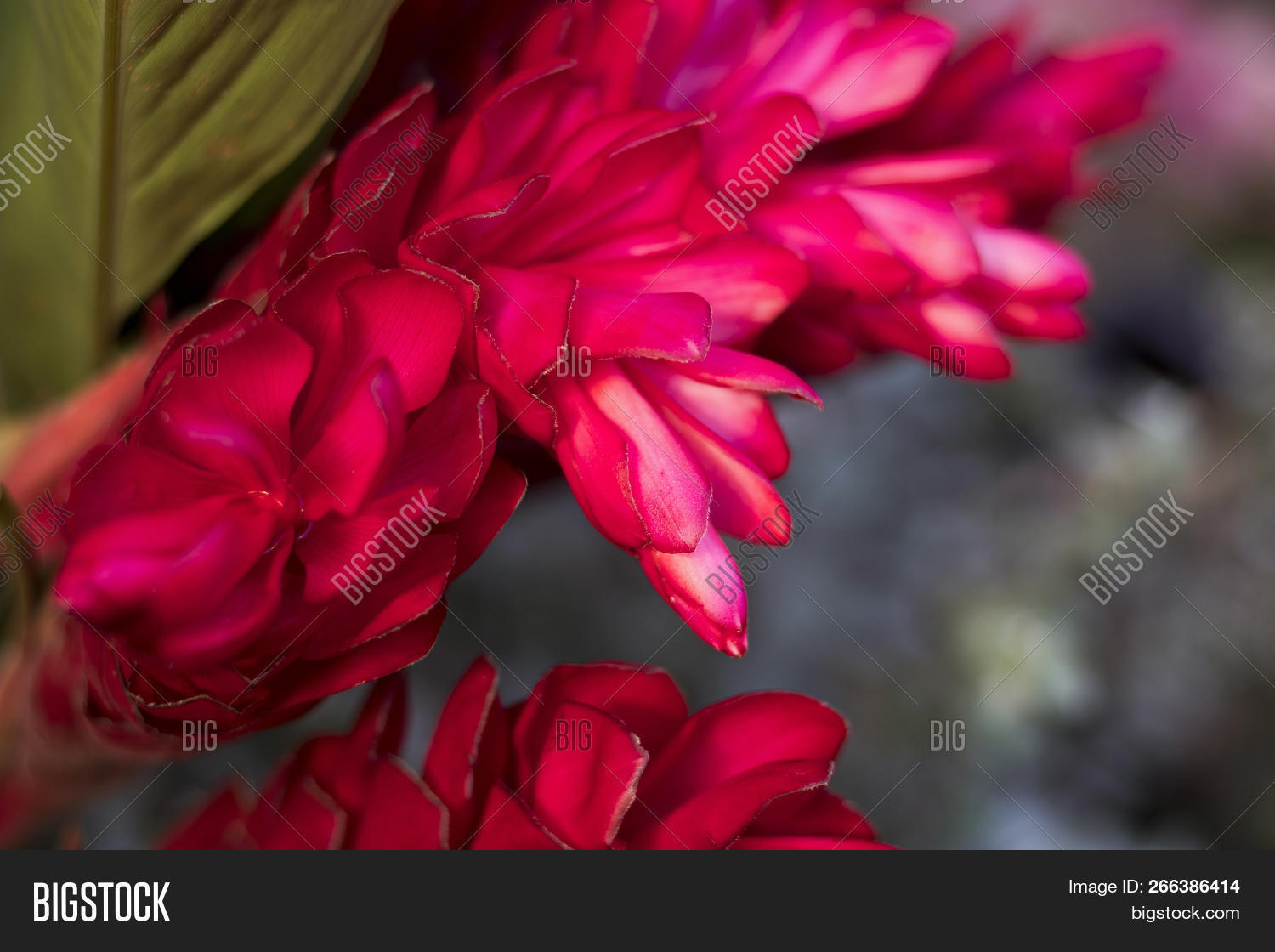 Vriesea Flower Garden Image & Photo (Free Trial) | Bigstock