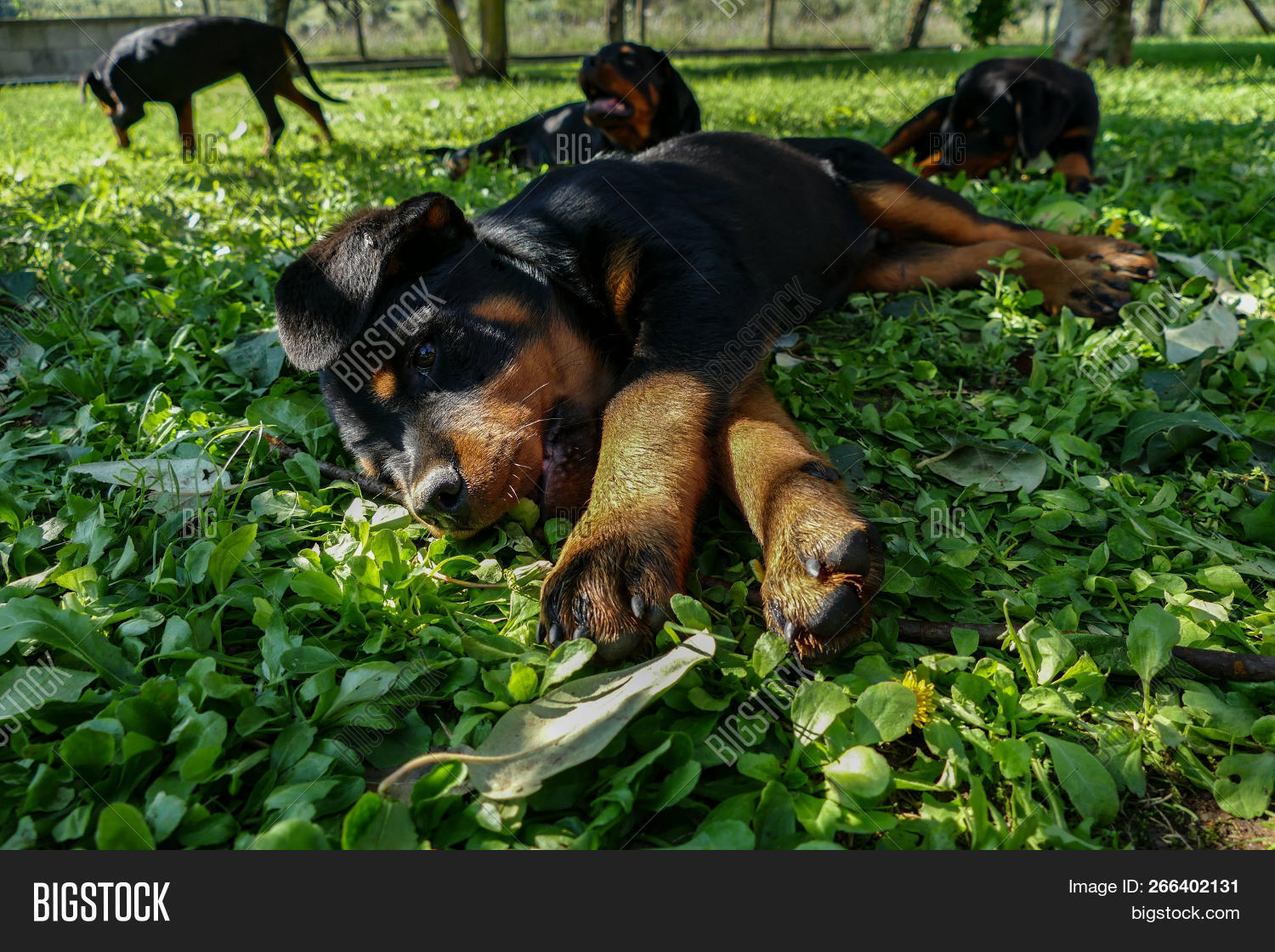 Small Cute Rottweilers Image & Photo (Free Trial) | Bigstock