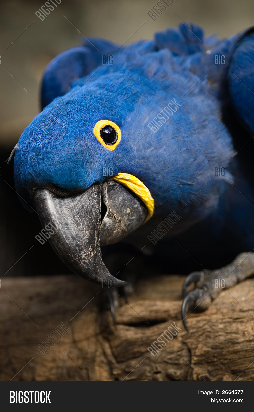 Blue Ara Parrot Image & Photo (Free Trial) | Bigstock