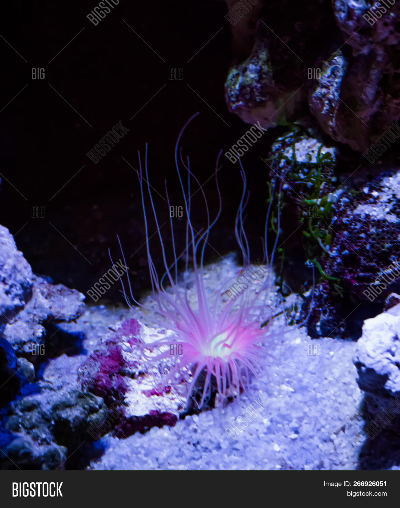 Beautiful Sea Anemone Image & Photo (Free Trial) | Bigstock