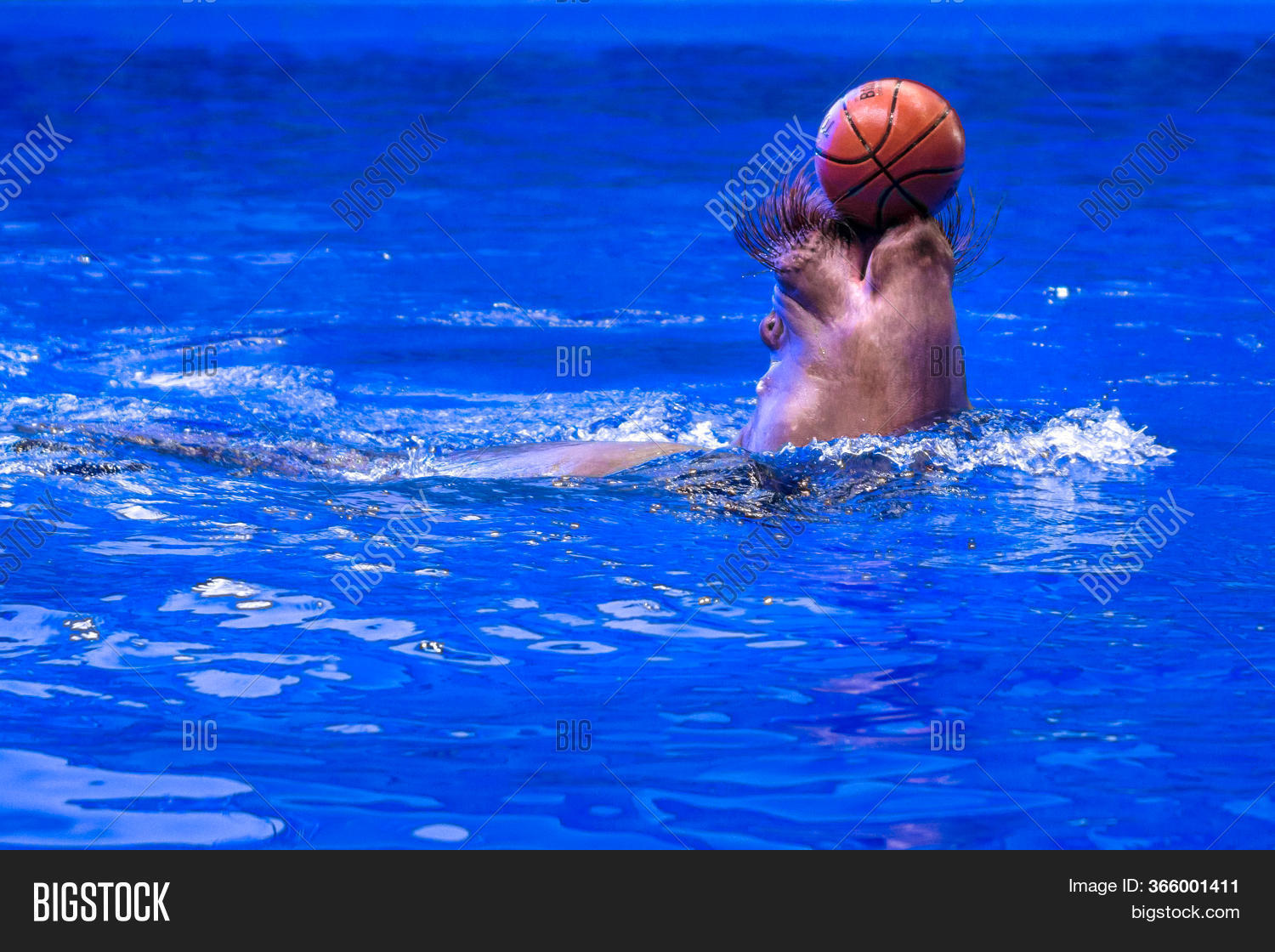 Large Beautiful Walrus Image & Photo (Free Trial) | Bigstock