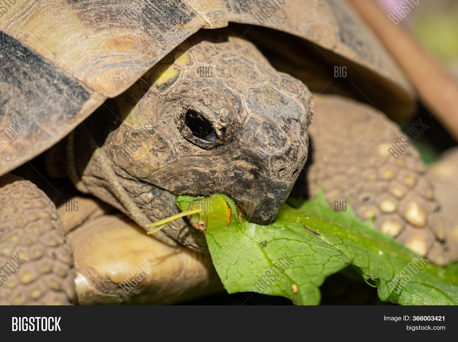 Portrait Tortoise ( Image & Photo (Free Trial) | Bigstock