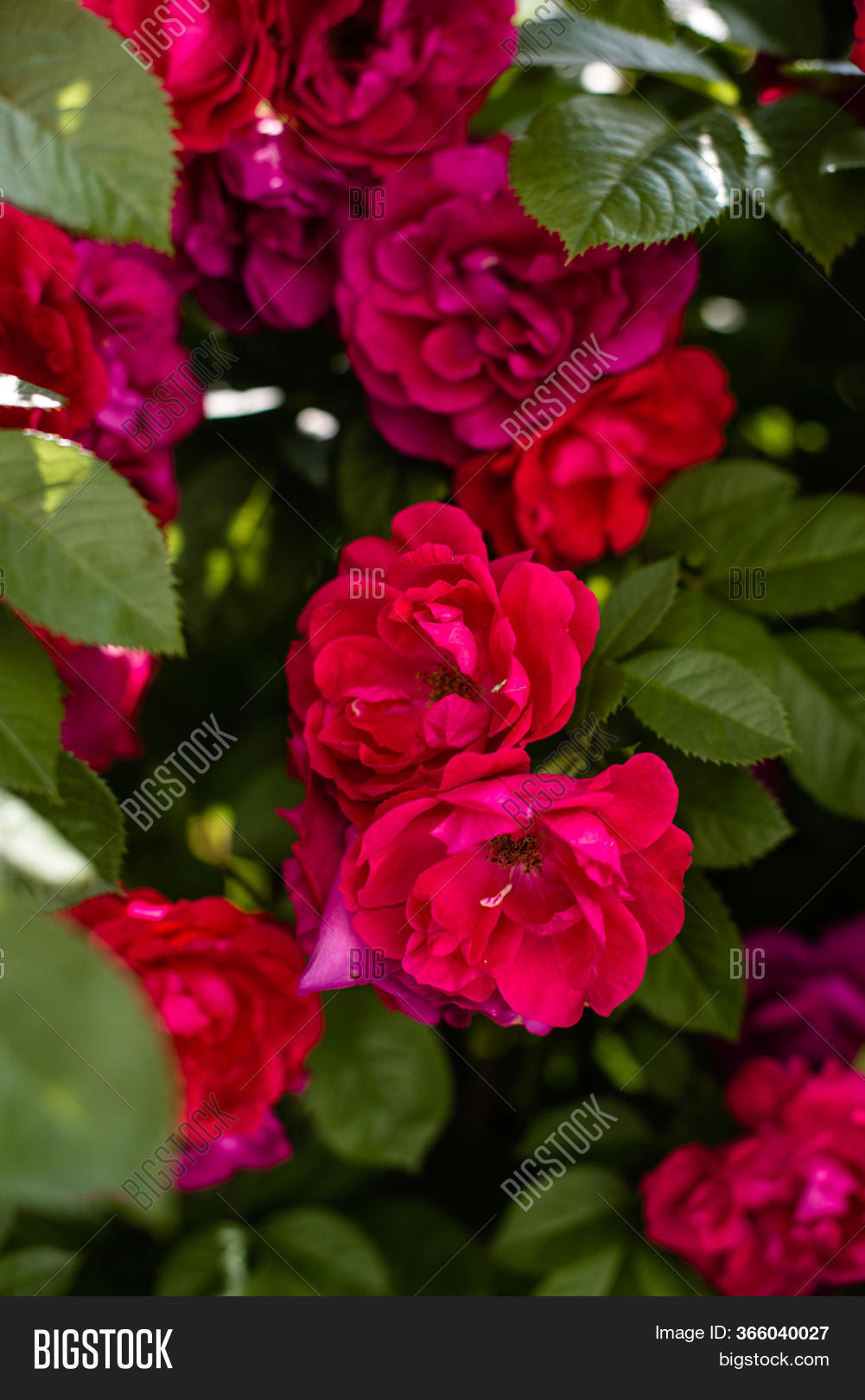 Blooming Bushes Roses Image & Photo (Free Trial) | Bigstock