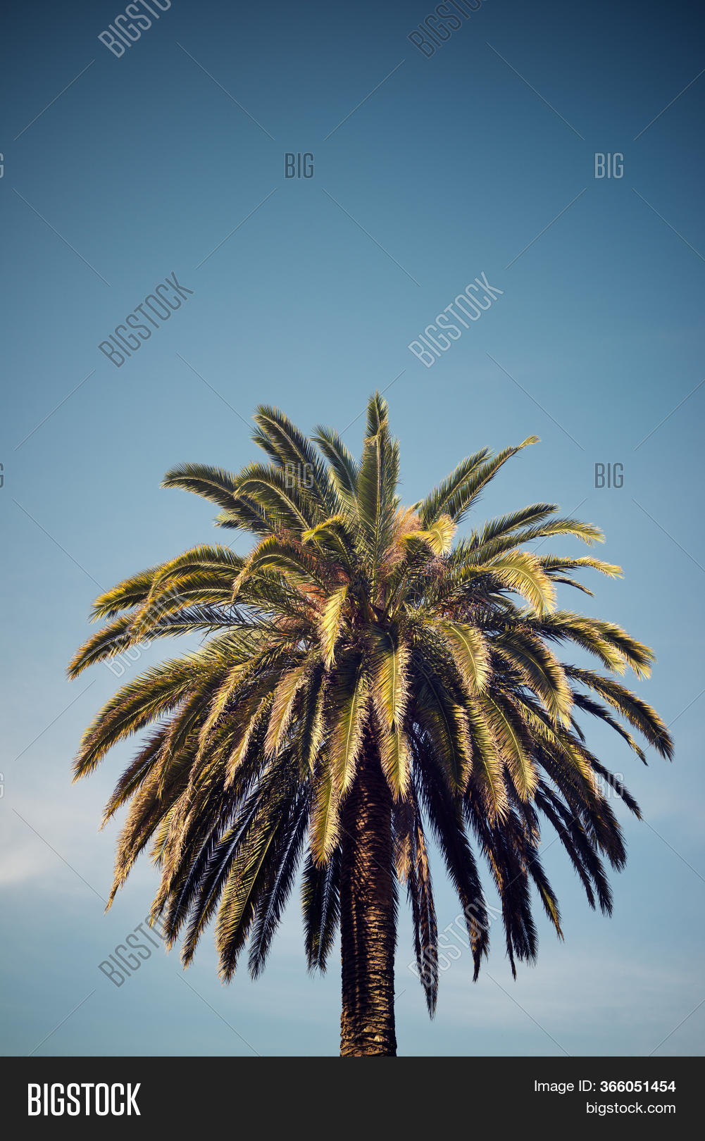 Close Palm Tree Image & Photo (Free Trial) | Bigstock