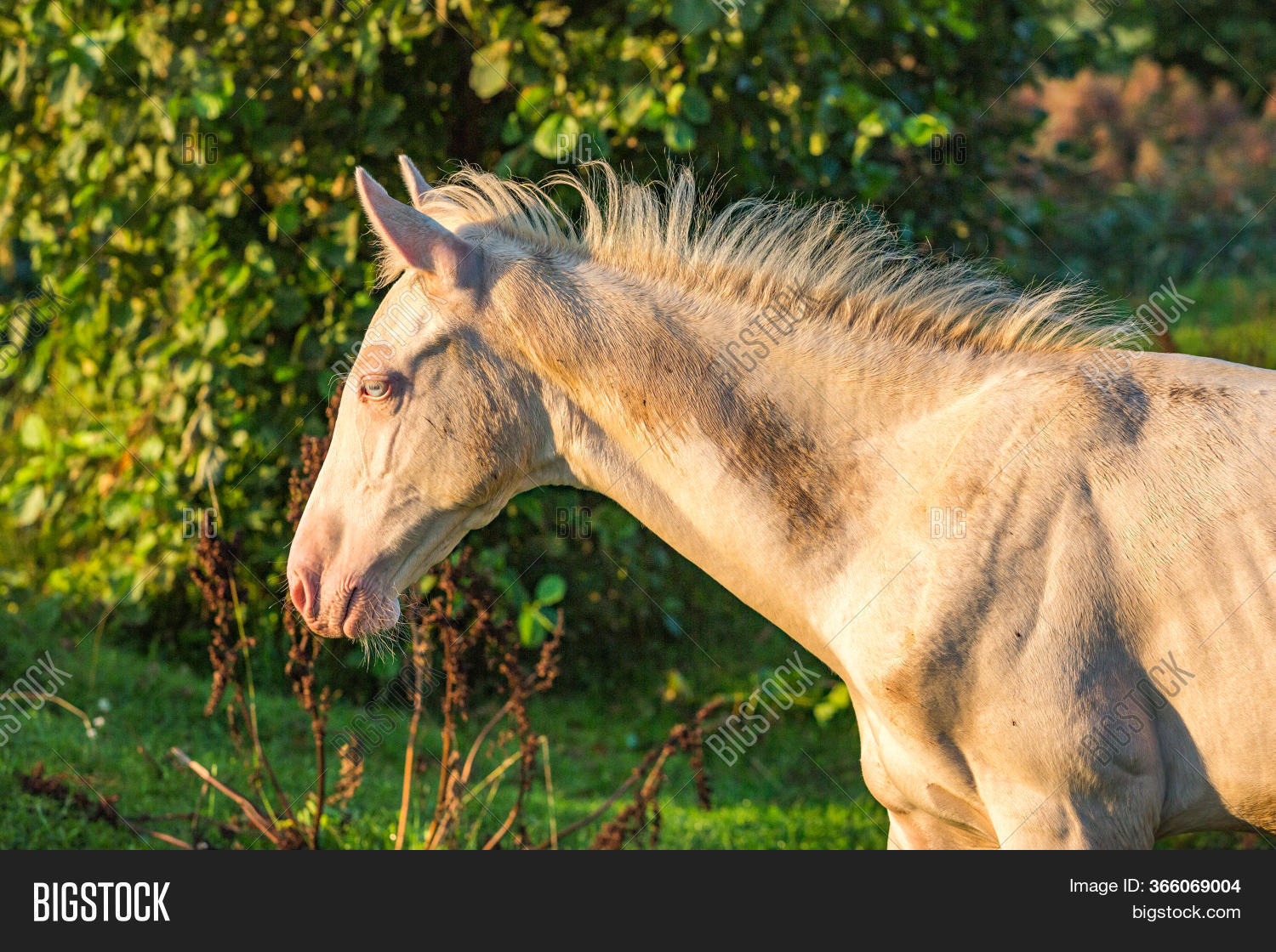 Akhal Teke Head