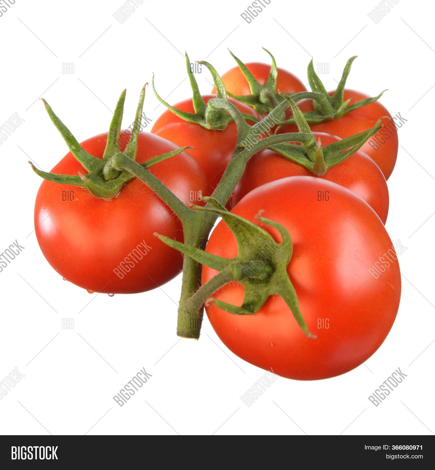 Fresh Tomato Branch On Image & Photo (Free Trial) | Bigstock