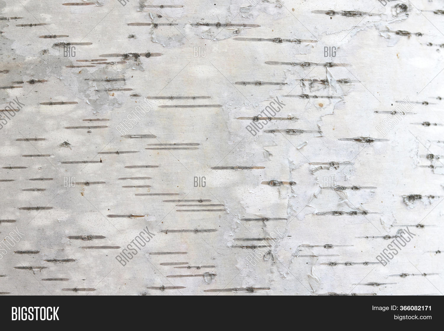 Pattern Birch Bark Image & Photo (Free Trial) | Bigstock