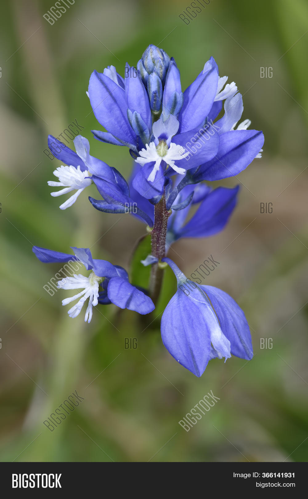 Common Milkwort - Image & Photo (Free Trial) | Bigstock