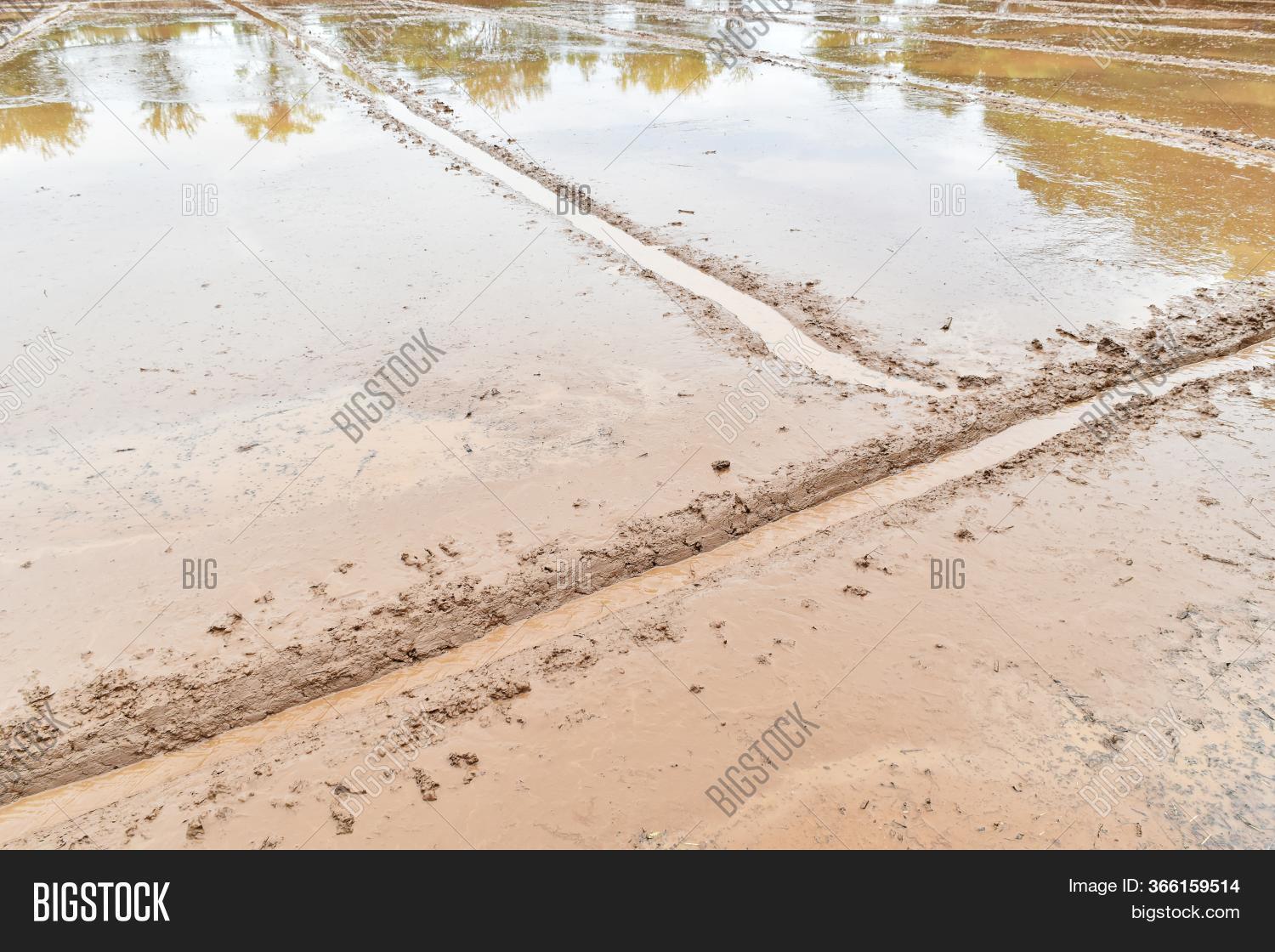 Soil Mud Rice Field Image & Photo (Free Trial) | Bigstock