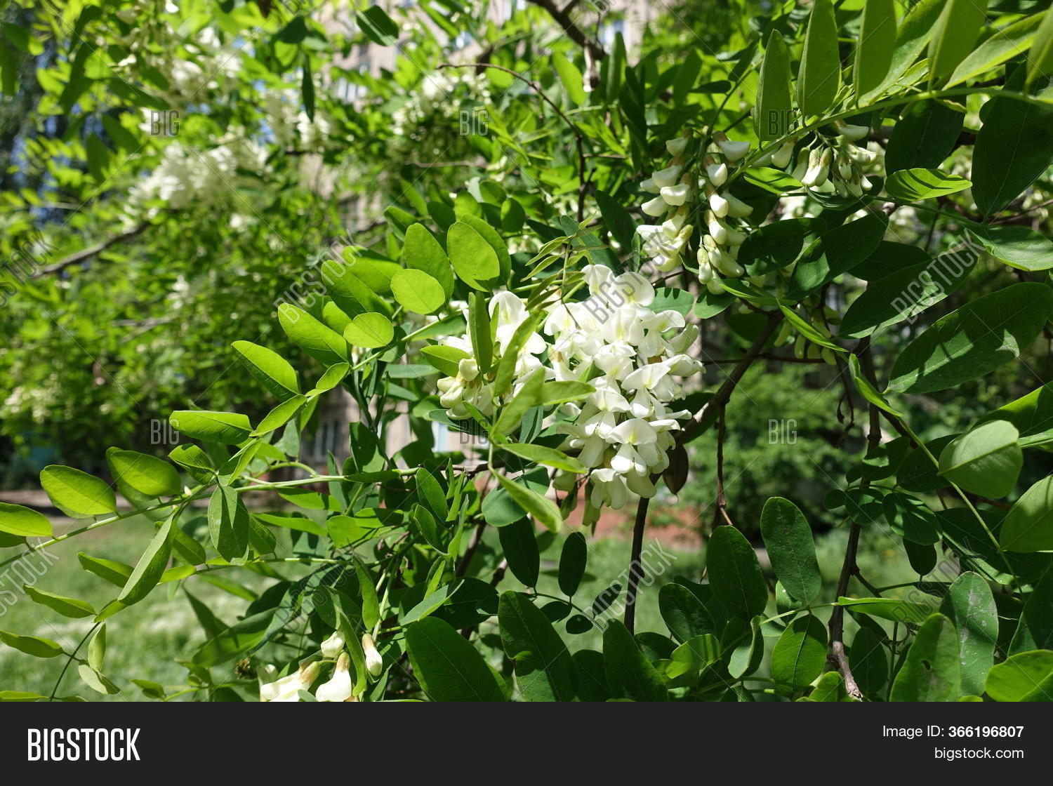 Blossom Robinia Image & Photo (Free Trial) | Bigstock